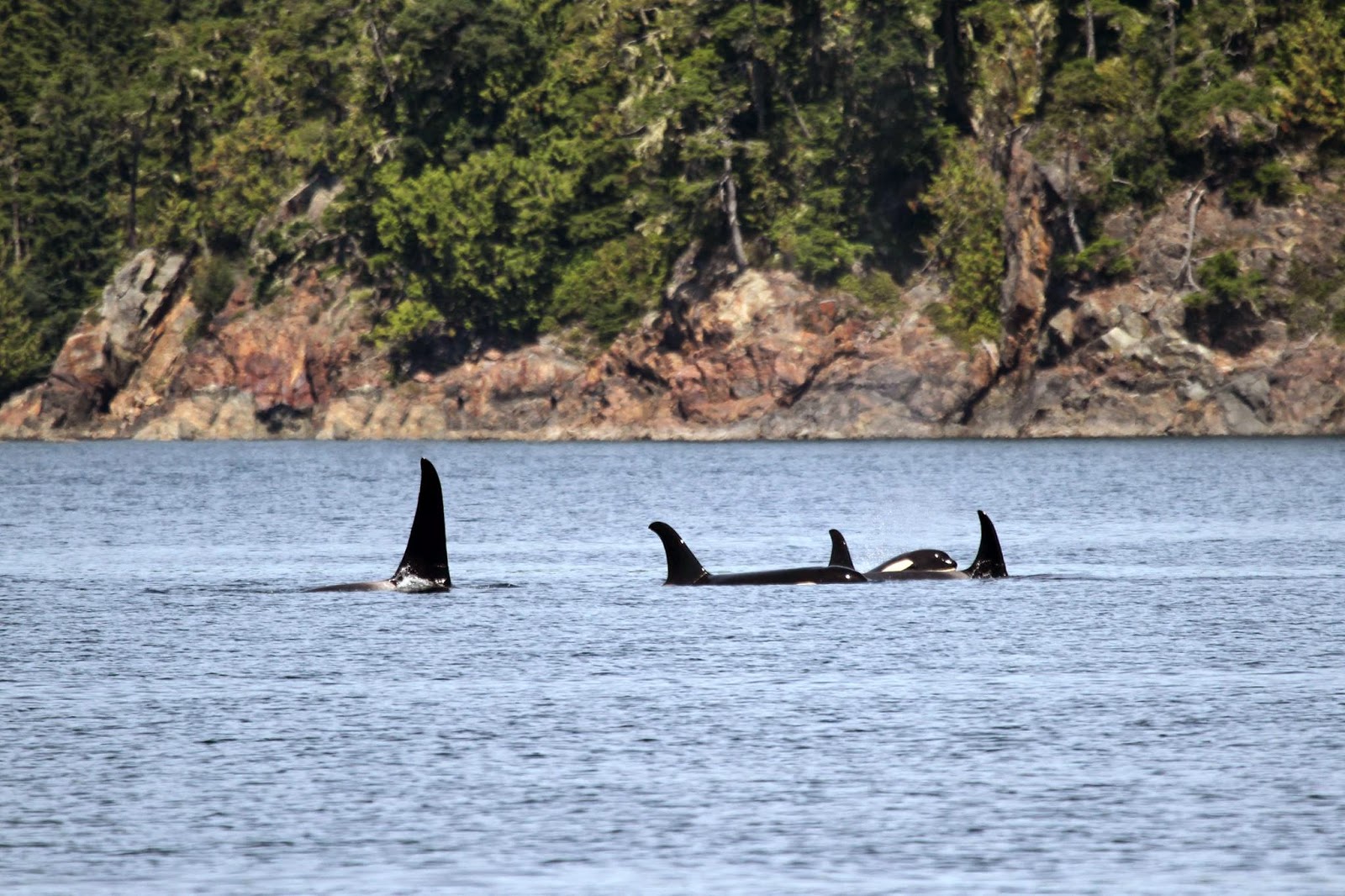 CANADA 2014: Dag 7: Campbell River (Orca tocht)